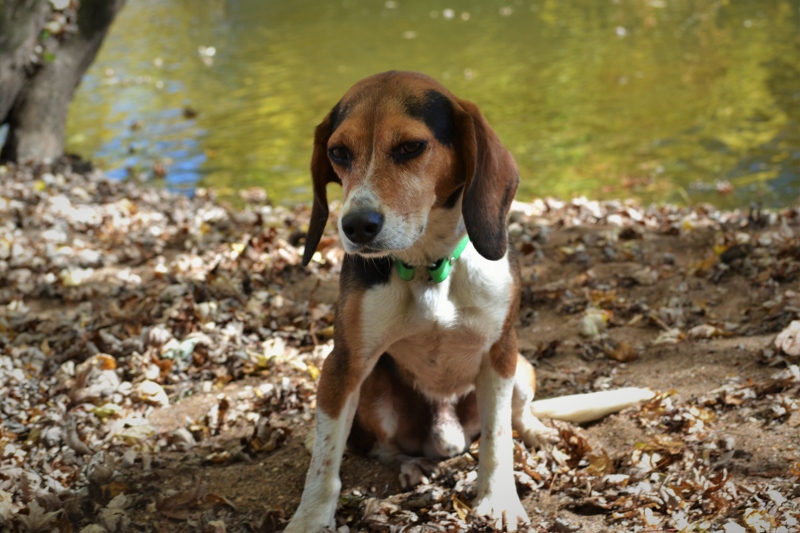 Our beagles – RiverBottom Beagles