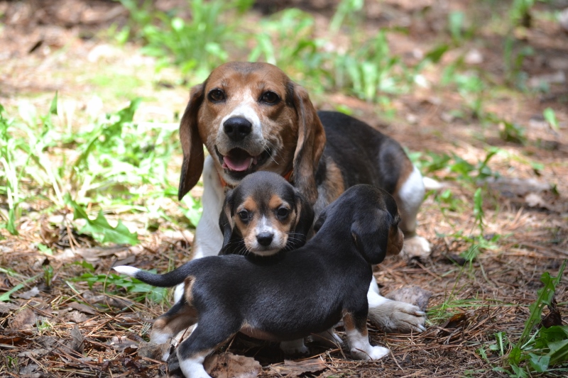 Our beagles – RiverBottom Beagles