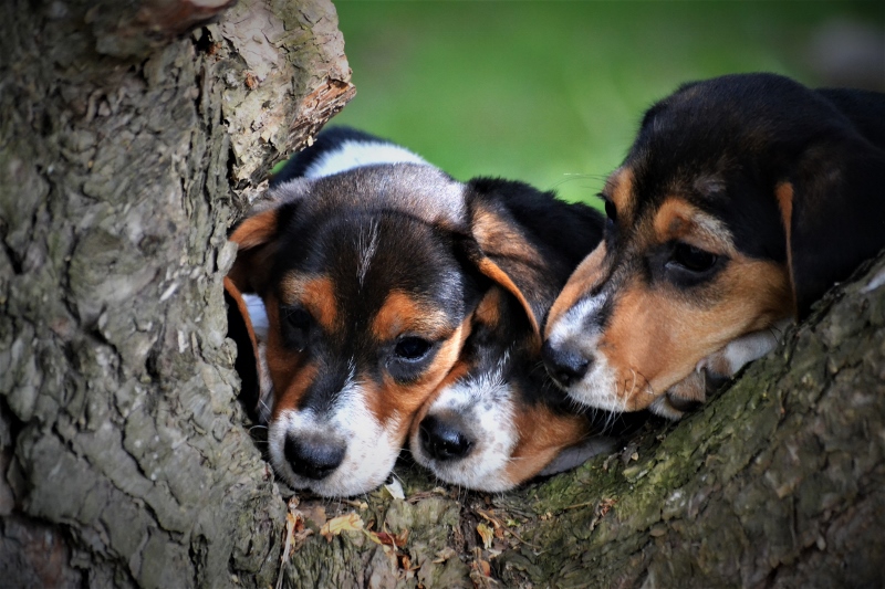 Windy, Weather and Rain – RiverBottom Beagles