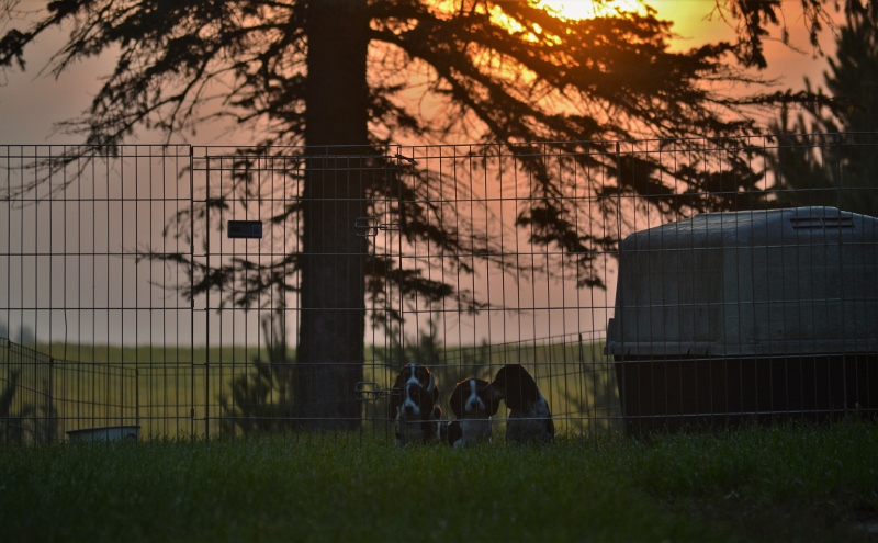 Monday Morning – RiverBottom Beagles