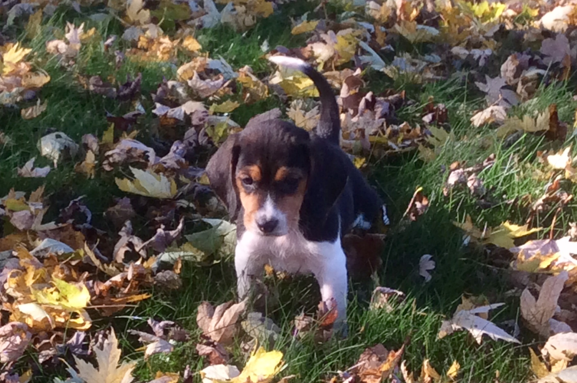 IMG_2564 – RiverBottom Beagles