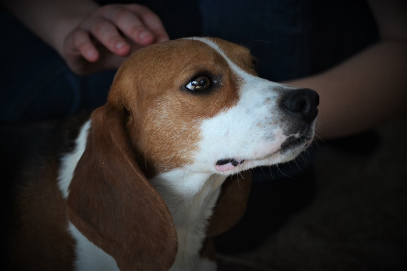 Our beagles – RiverBottom Beagles