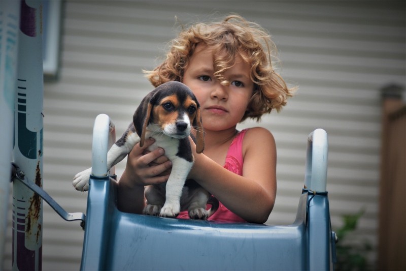 Going down the slide – RiverBottom Beagles