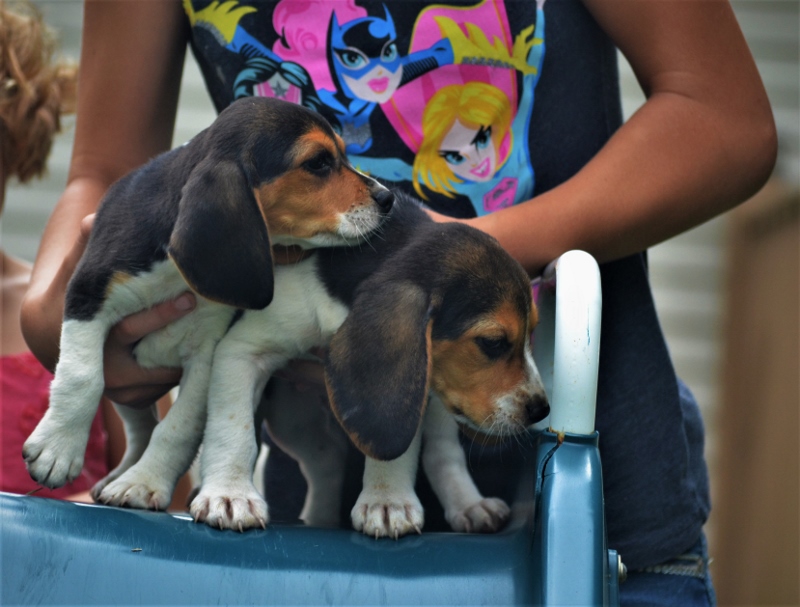 Going down the slide – RiverBottom Beagles