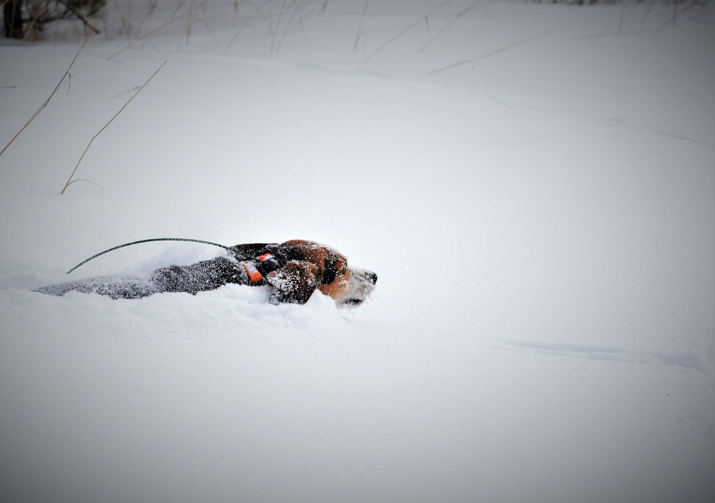 Ray – RiverBottom Beagles