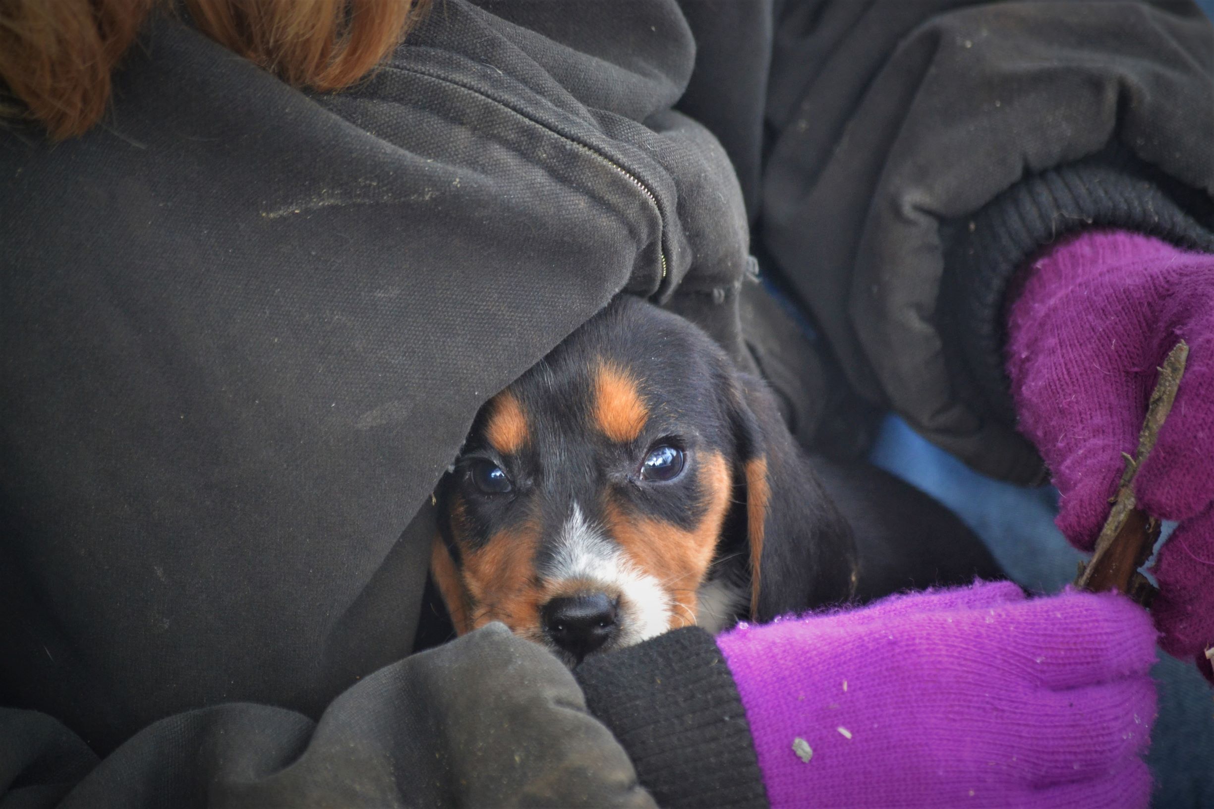 Brownie – RiverBottom Beagles