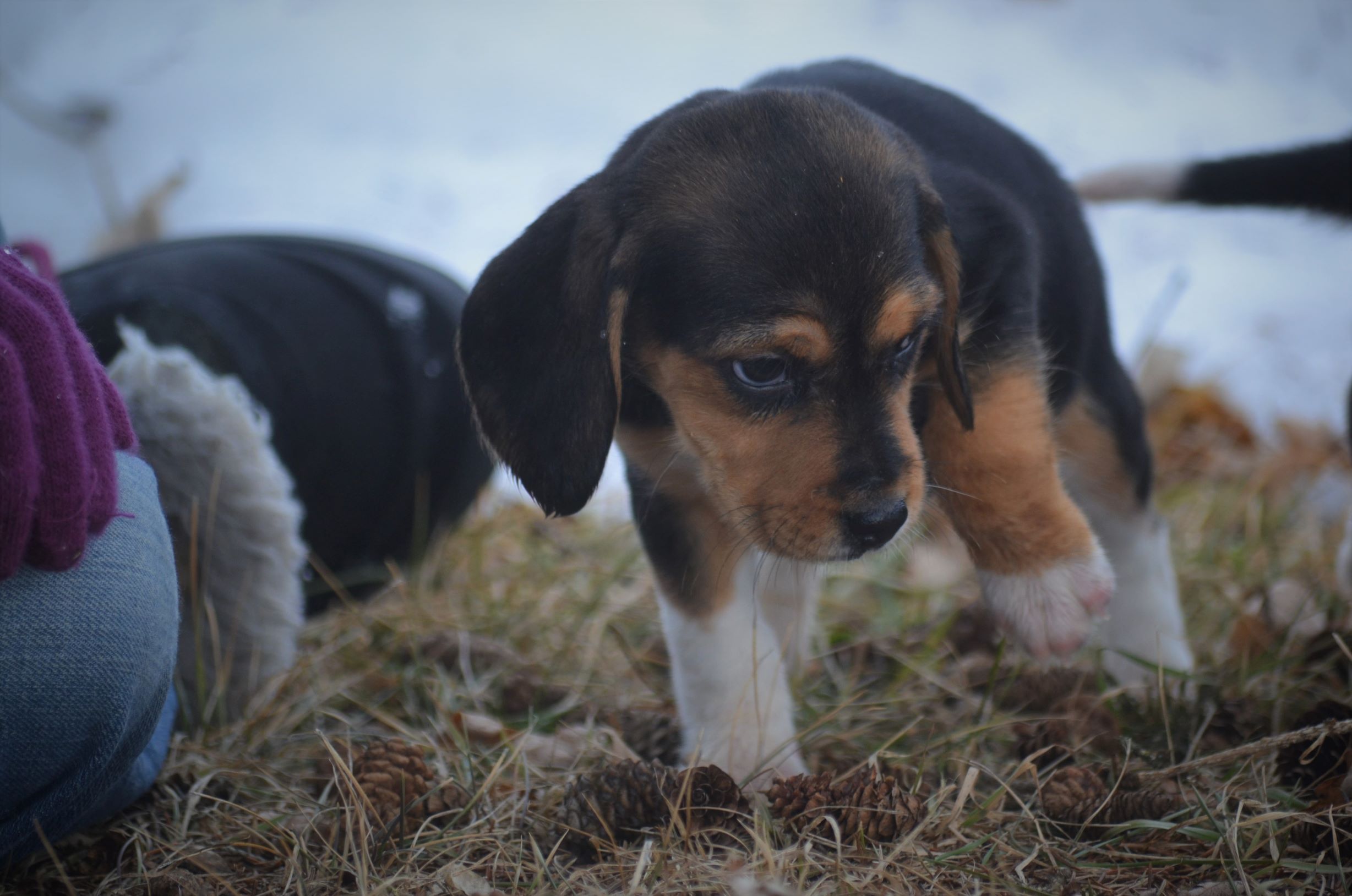 Taffey – RiverBottom Beagles
