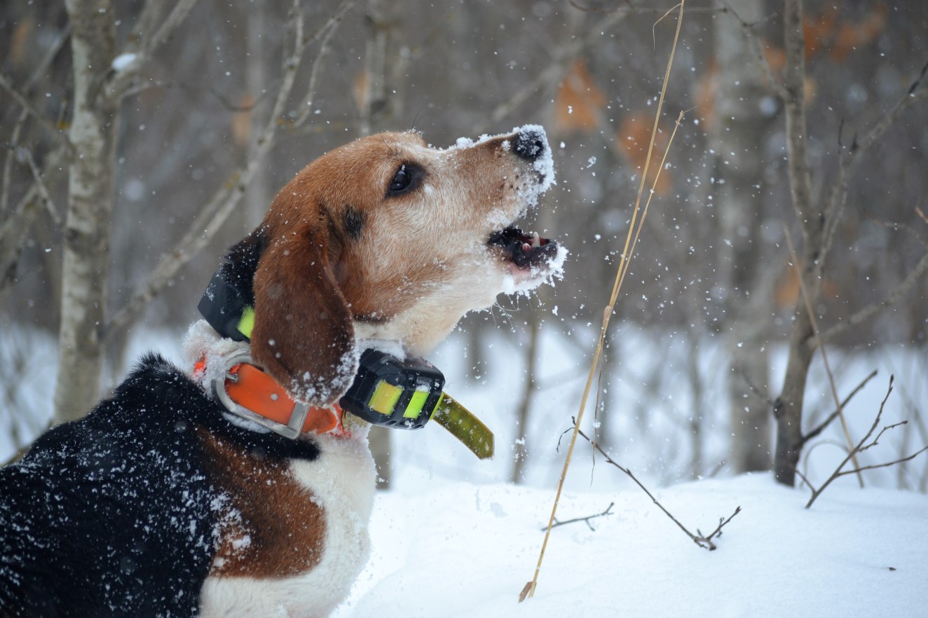 Our beagles – RiverBottom Beagles