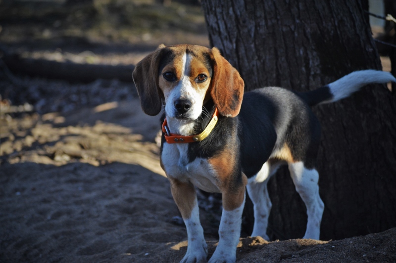 Our beagles – RiverBottom Beagles