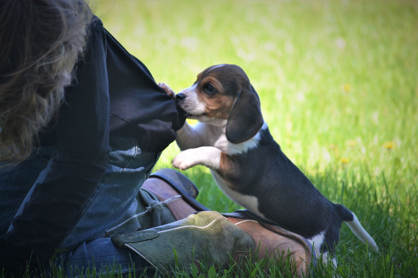 Wait! – RiverBottom Beagles