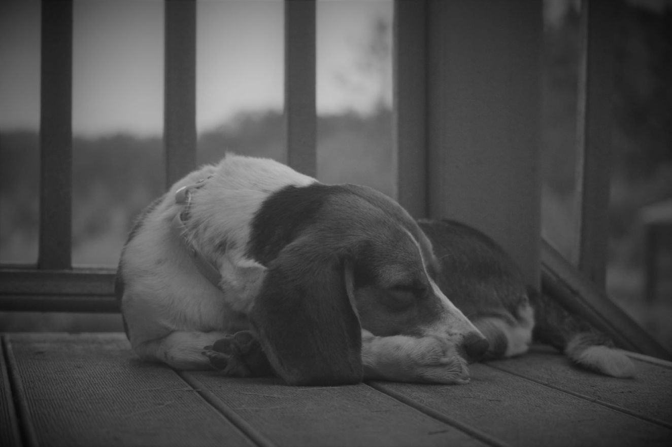 Our beagles – RiverBottom Beagles