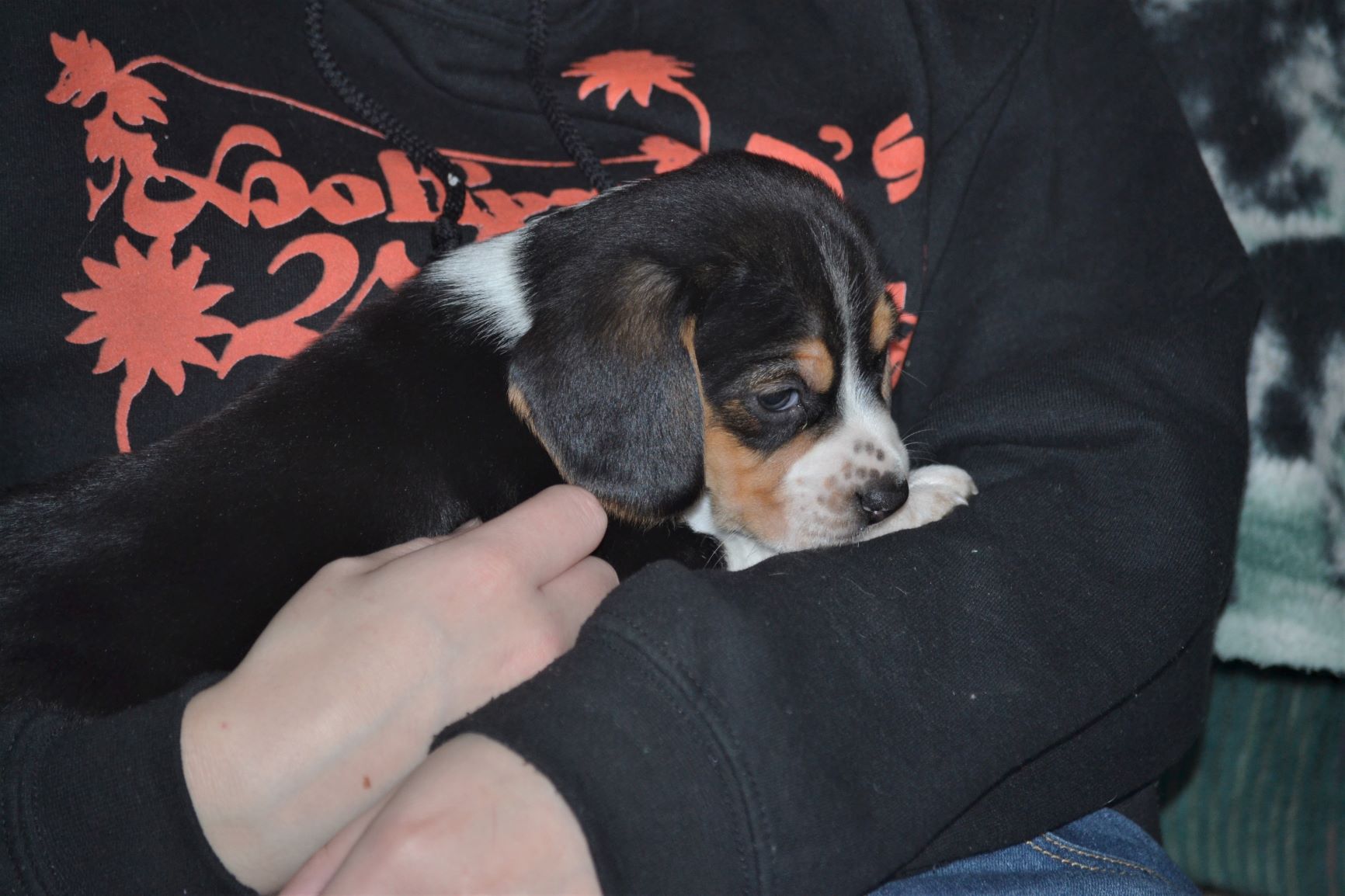 DSC_0022 – RiverBottom Beagles