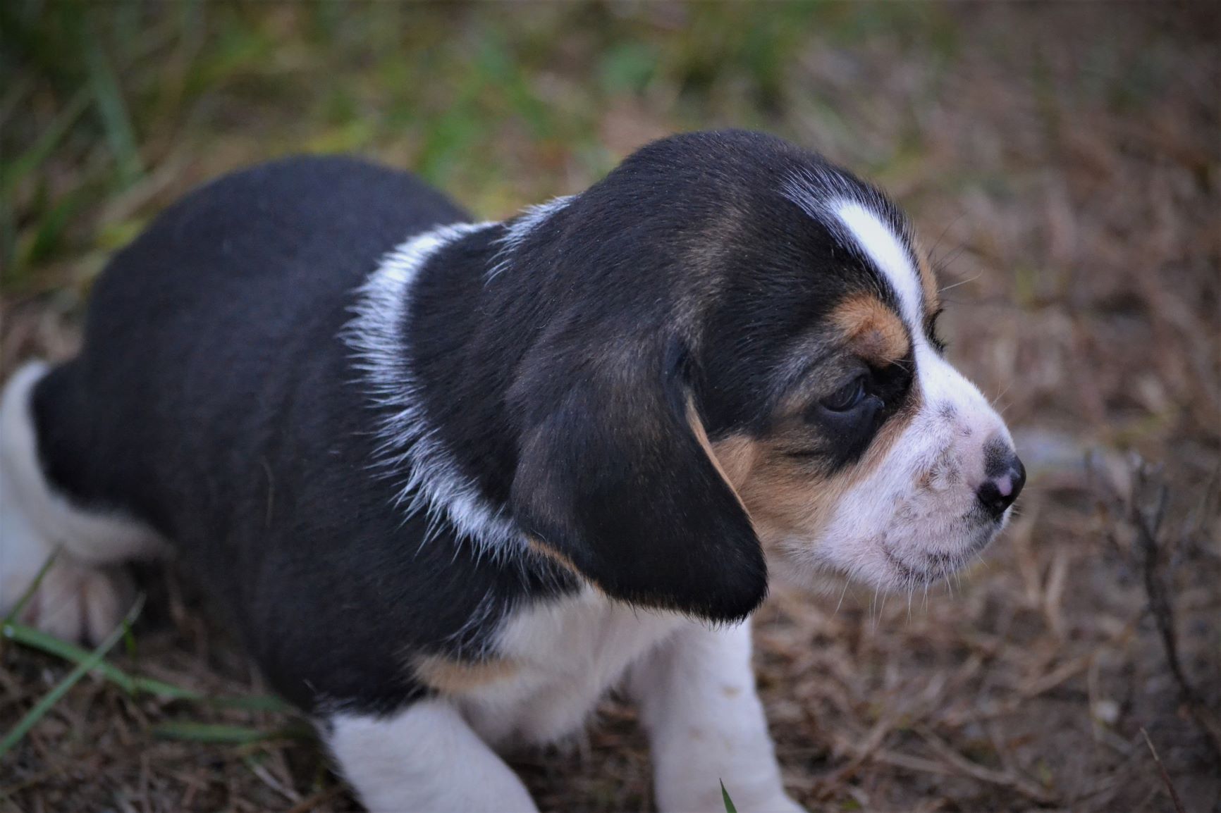 DSC_0048m – RiverBottom Beagles
