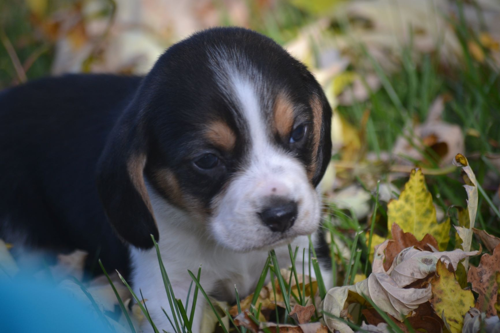 DSC_0060 – RiverBottom Beagles