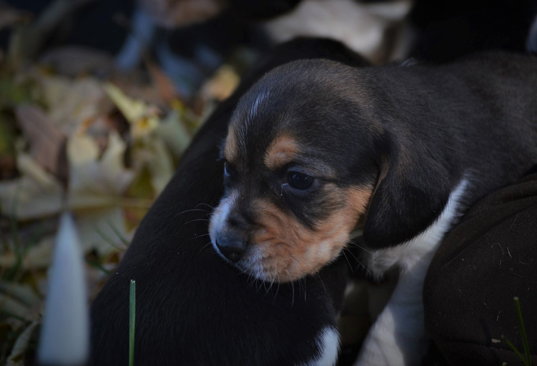 DSC_0075 – RiverBottom Beagles
