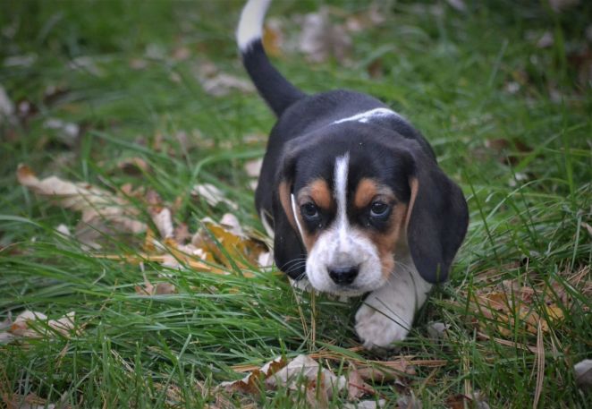 lightning – RiverBottom Beagles