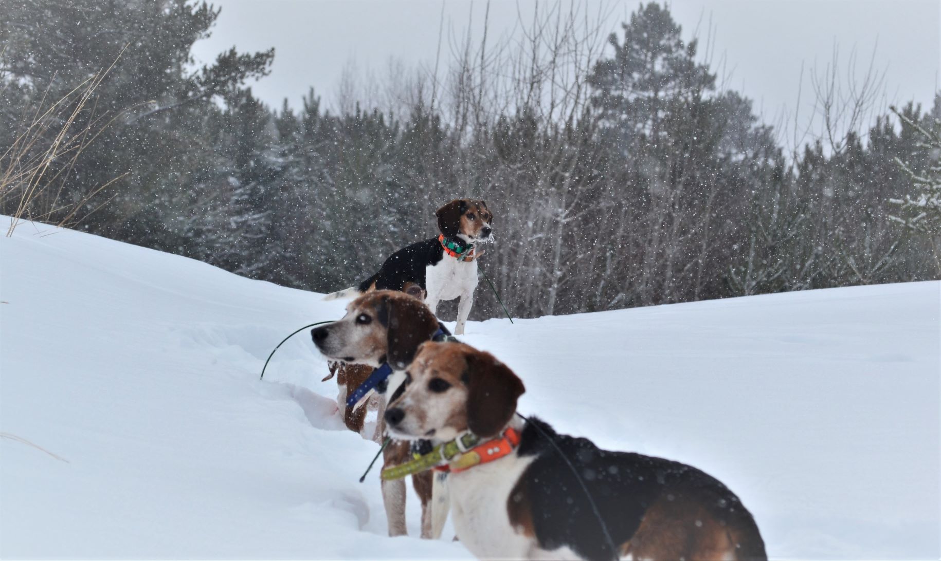 Honey – RiverBottom Beagles