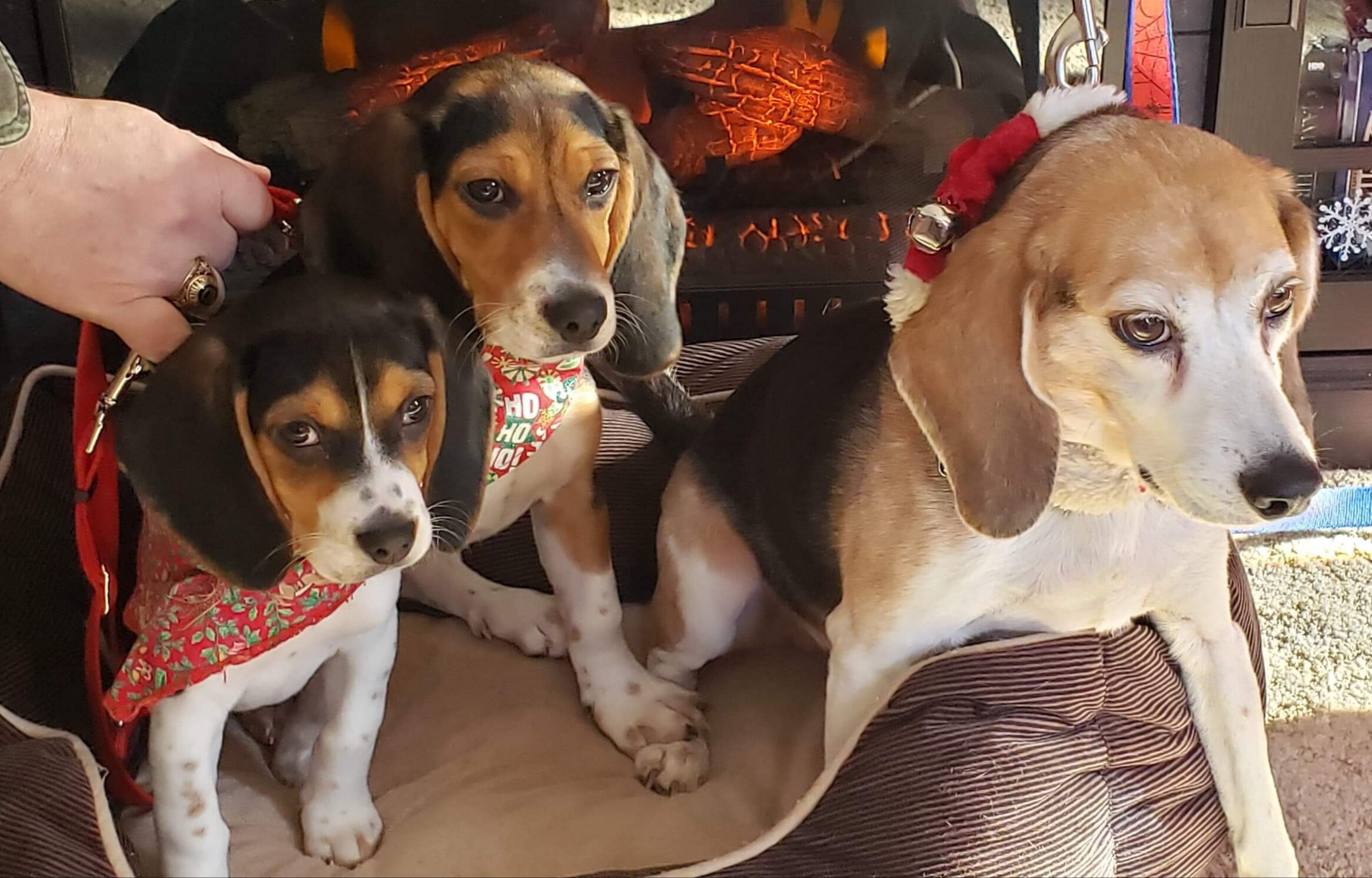 Christmas Beagles – RiverBottom Beagles