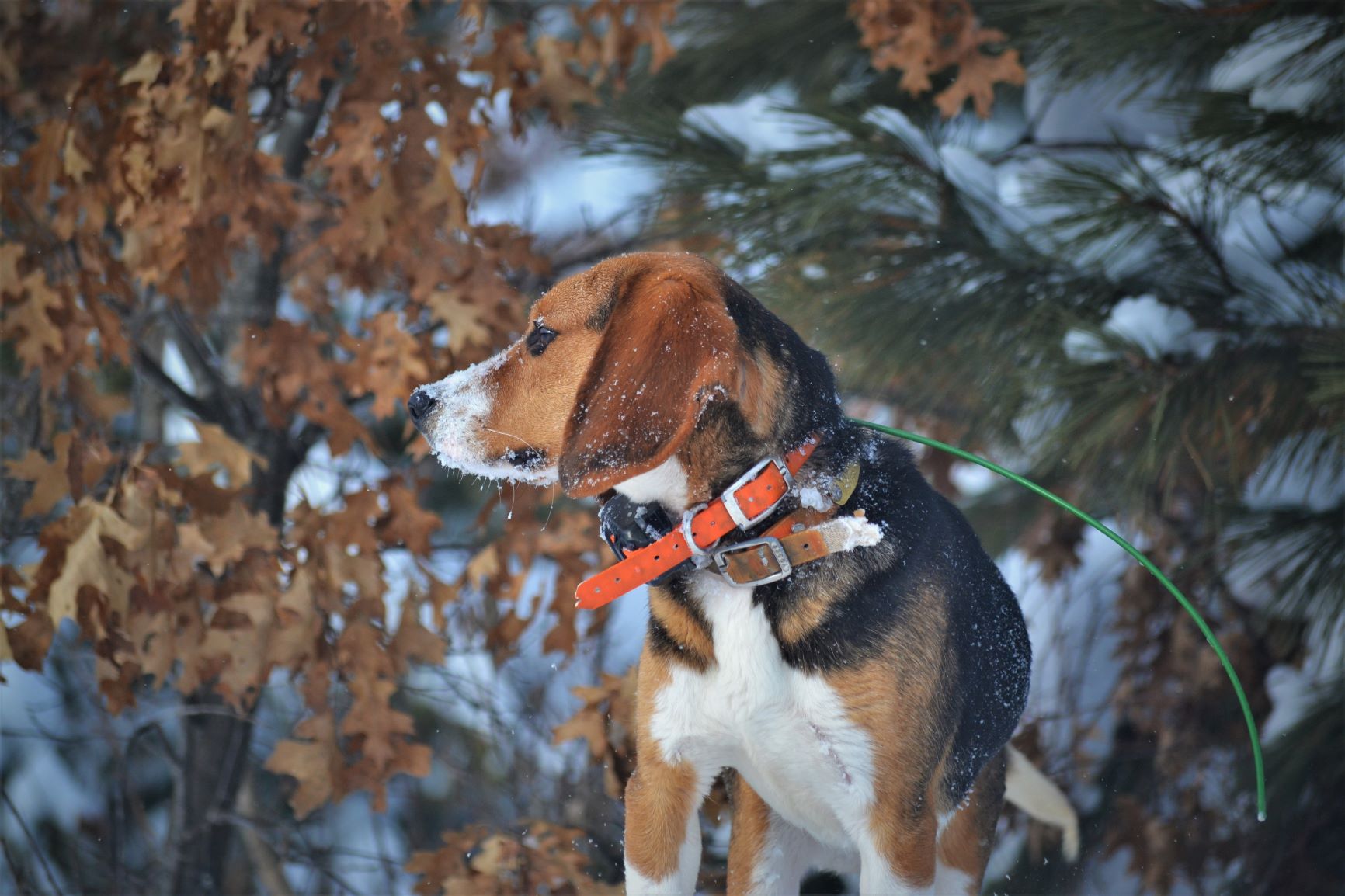 Beagle training – RiverBottom Beagles
