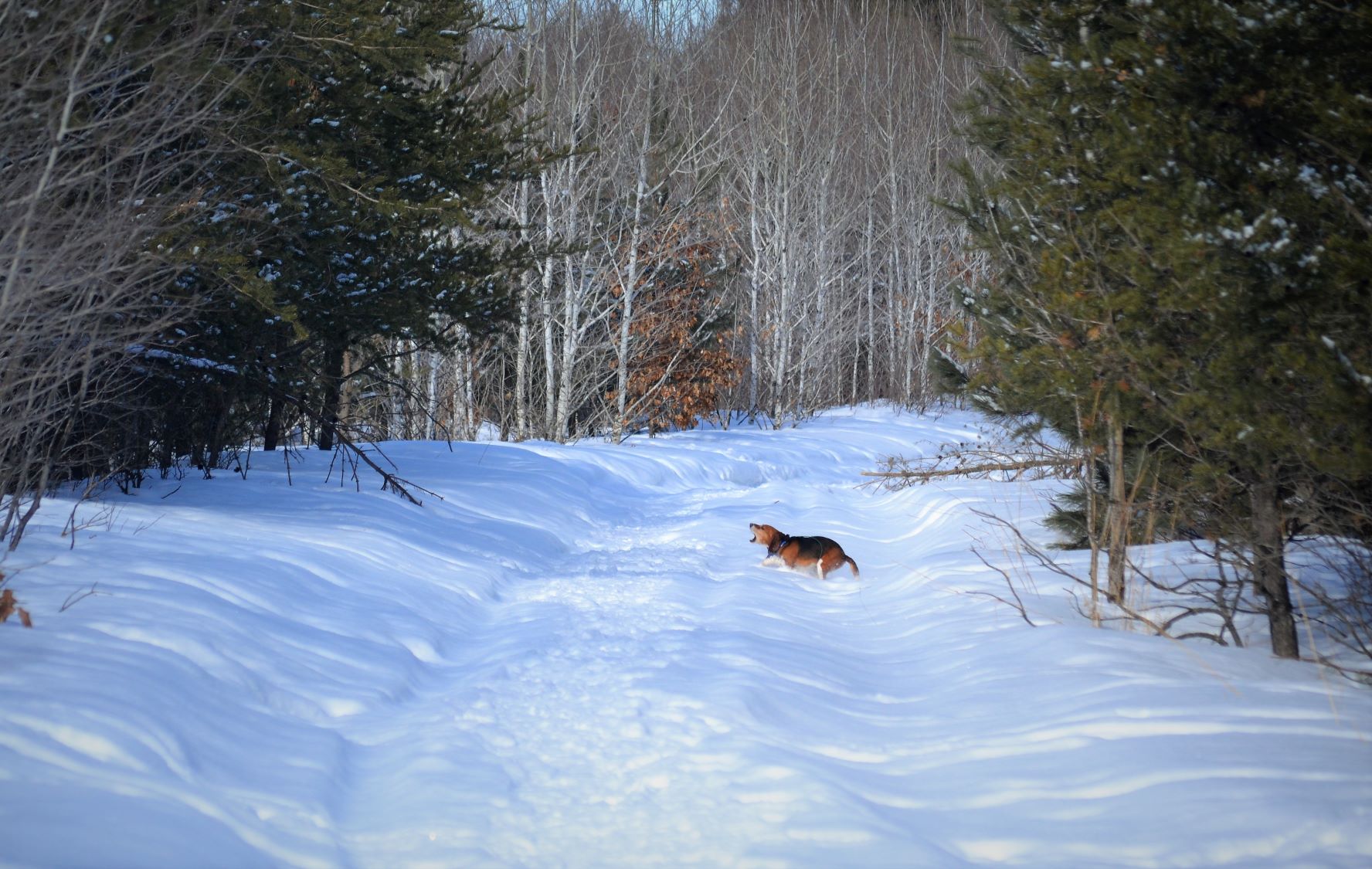 Monday – RiverBottom Beagles