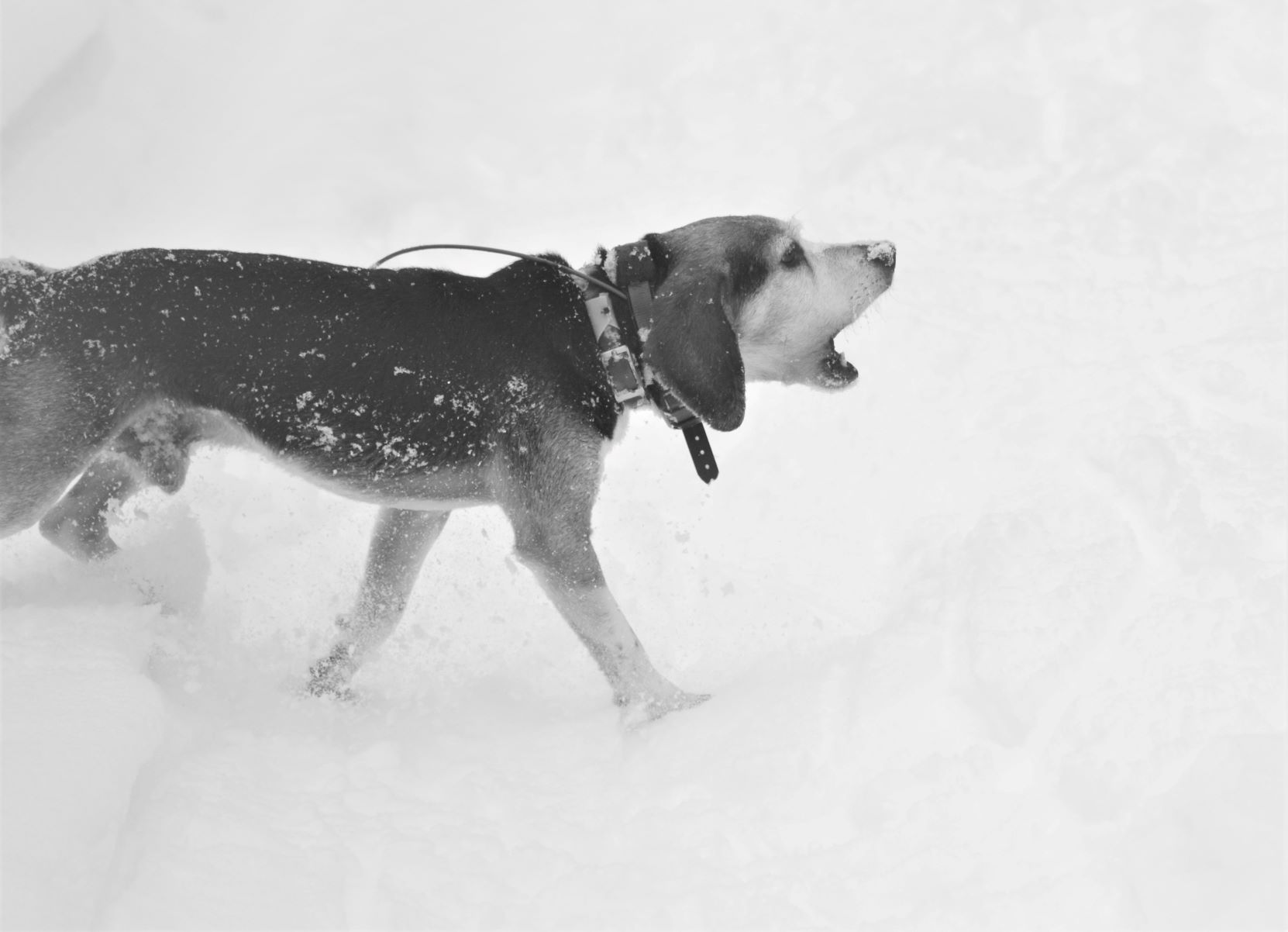 July – RiverBottom Beagles