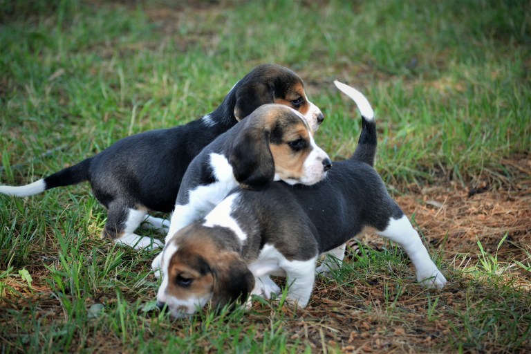 The baby chicks – RiverBottom Beagles