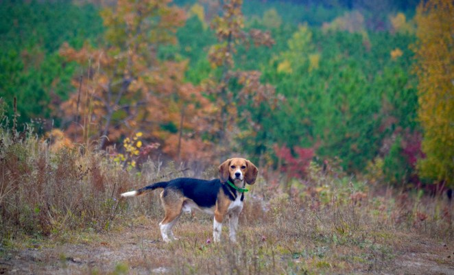 River Bottom Forest – RiverBottom Beagles