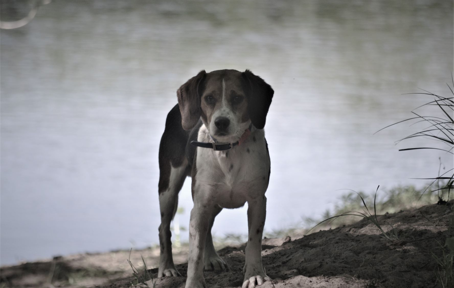 Talk – RiverBottom Beagles