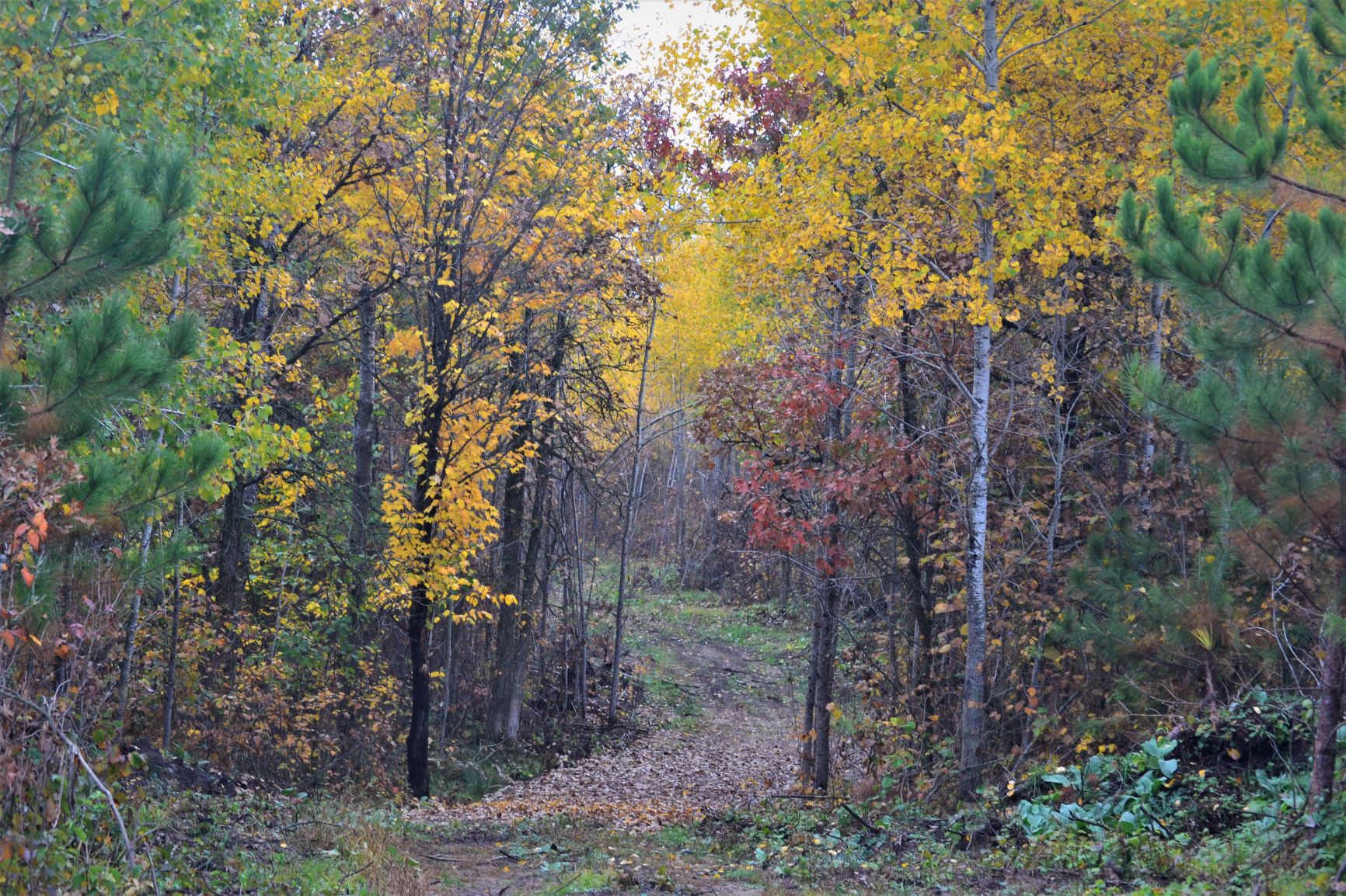 The view – RiverBottom Beagles