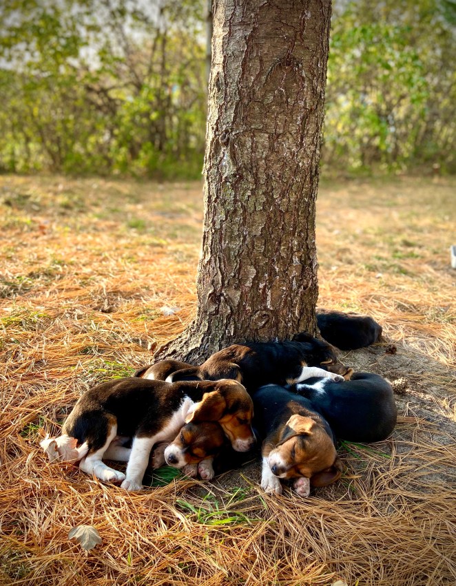 Nap time – RiverBottom Beagles