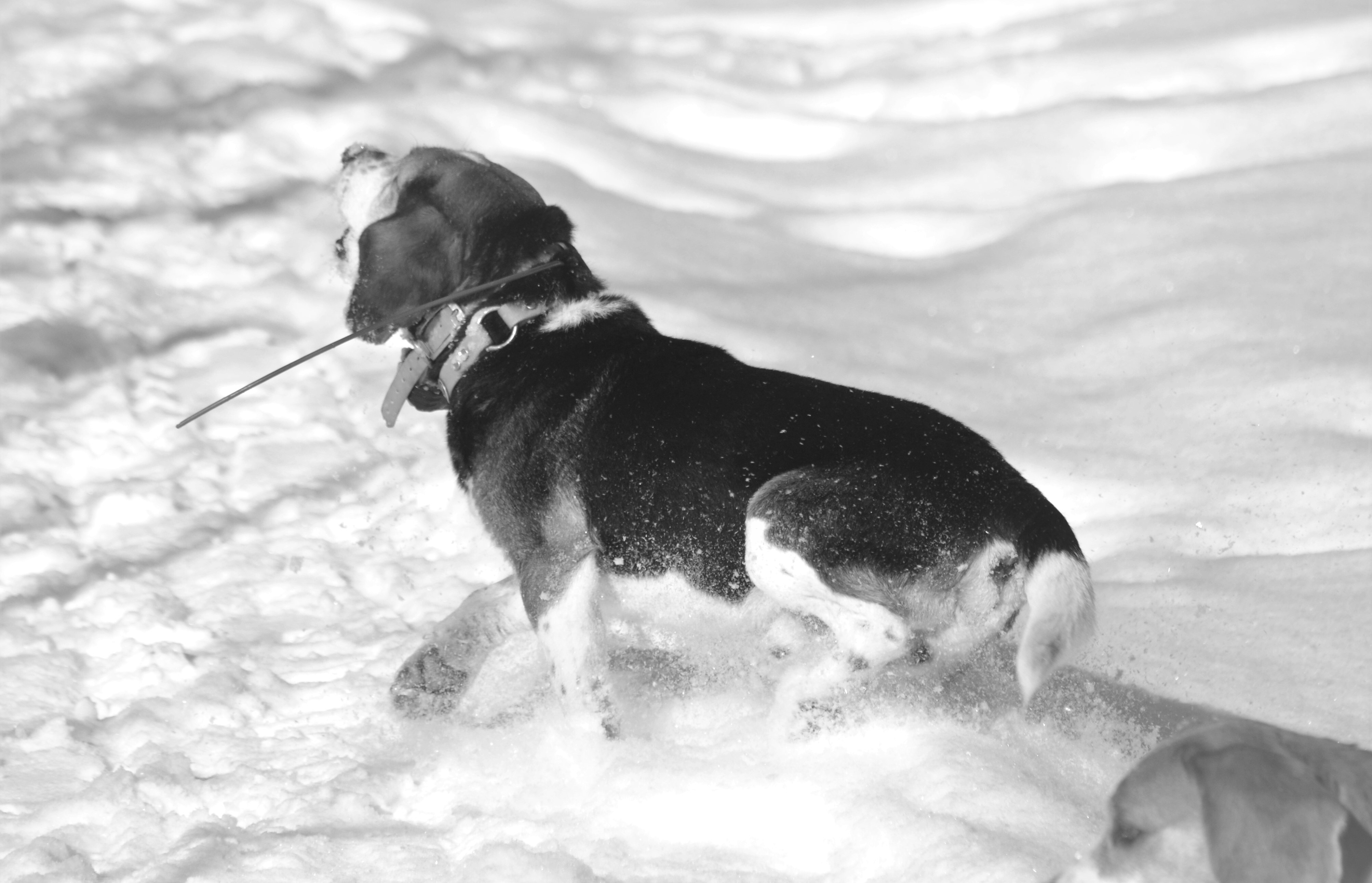 Going Out – RiverBottom Beagles