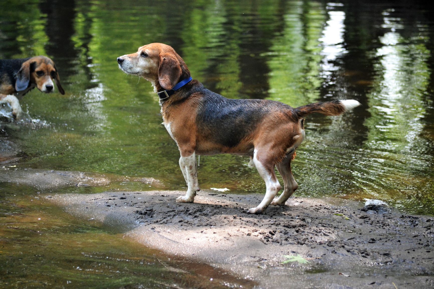 Monday – RiverBottom Beagles