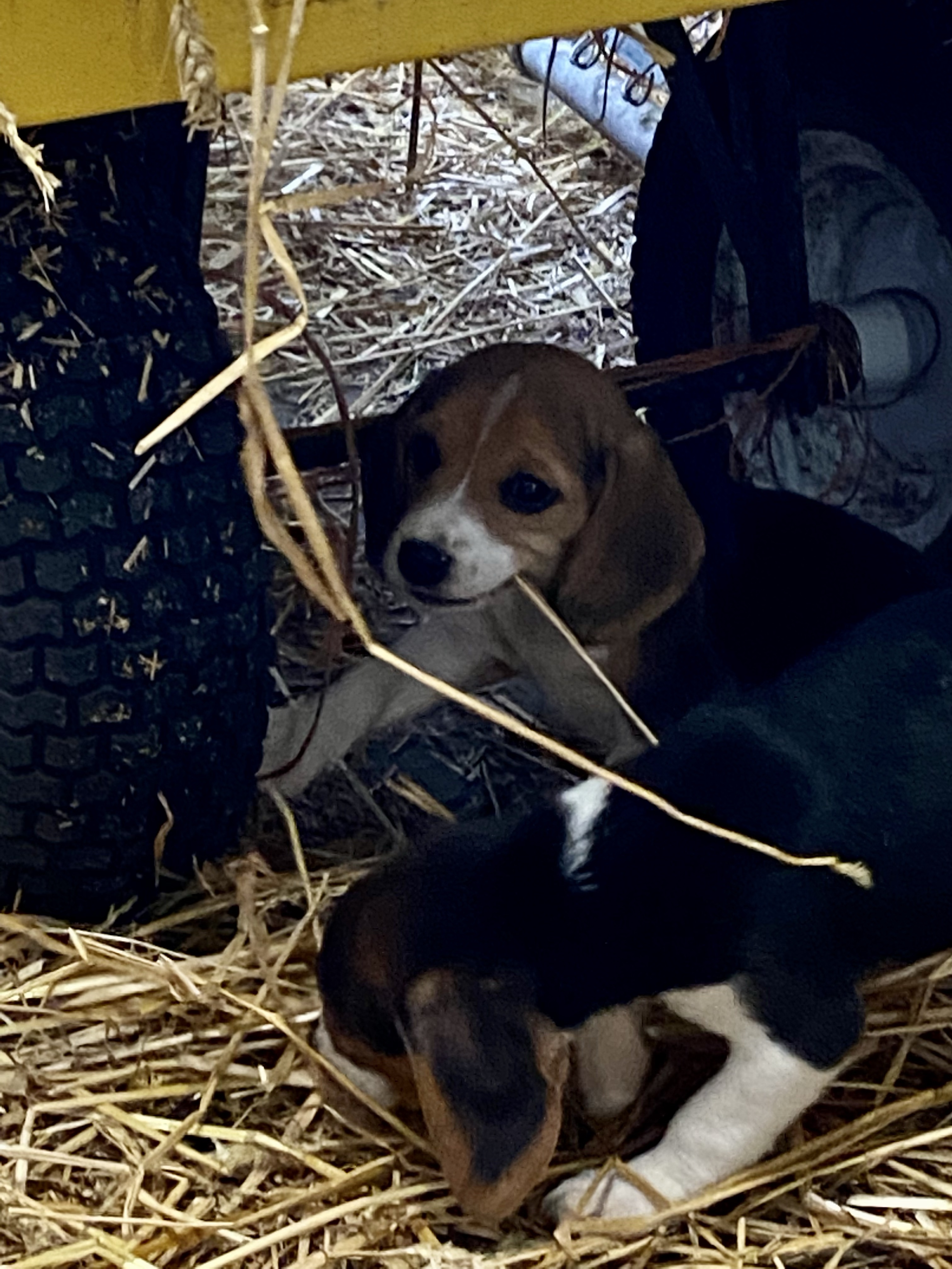 Had help with chores today – RiverBottom Beagles