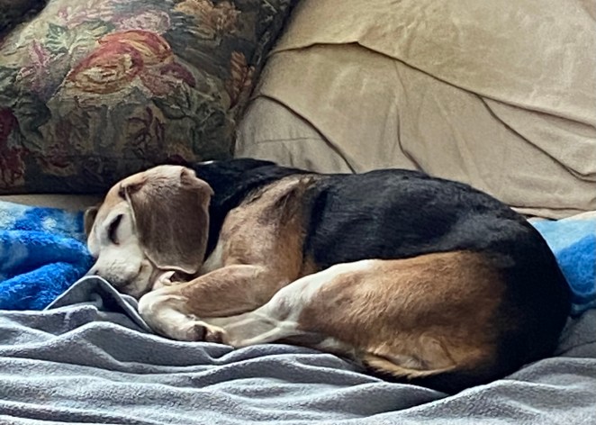 Brown Eyes – RiverBottom Beagles