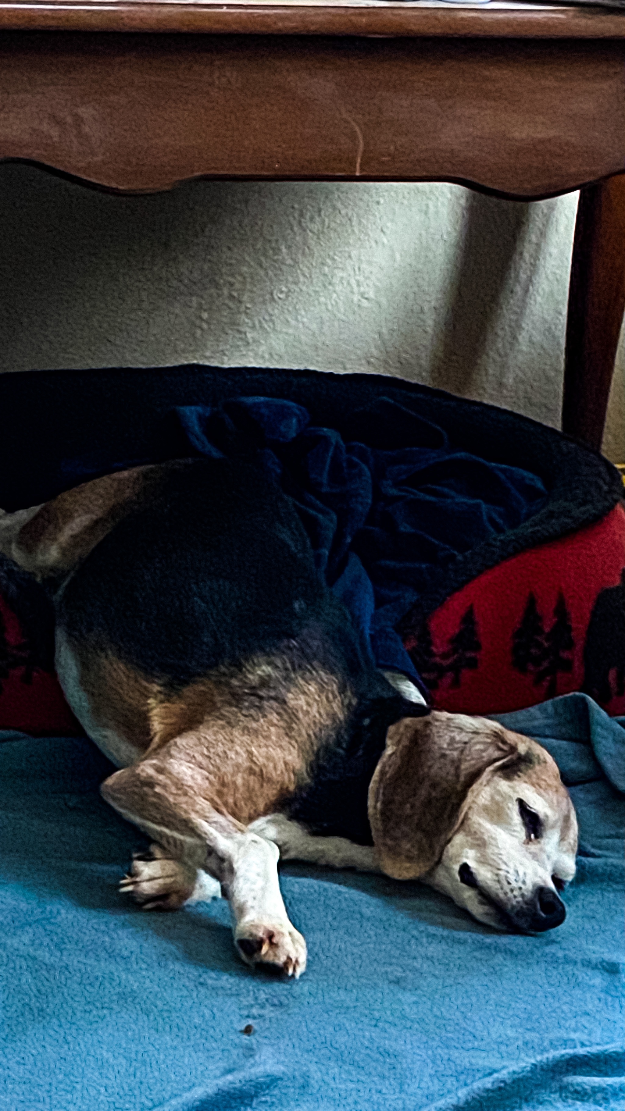 Brown Eyes – RiverBottom Beagles