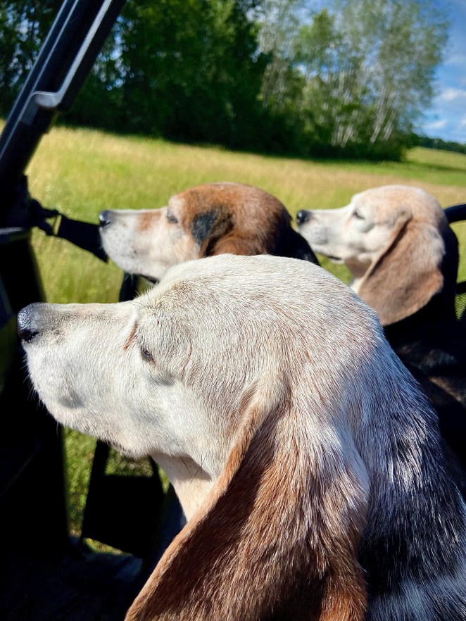 Ride – RiverBottom Beagles
