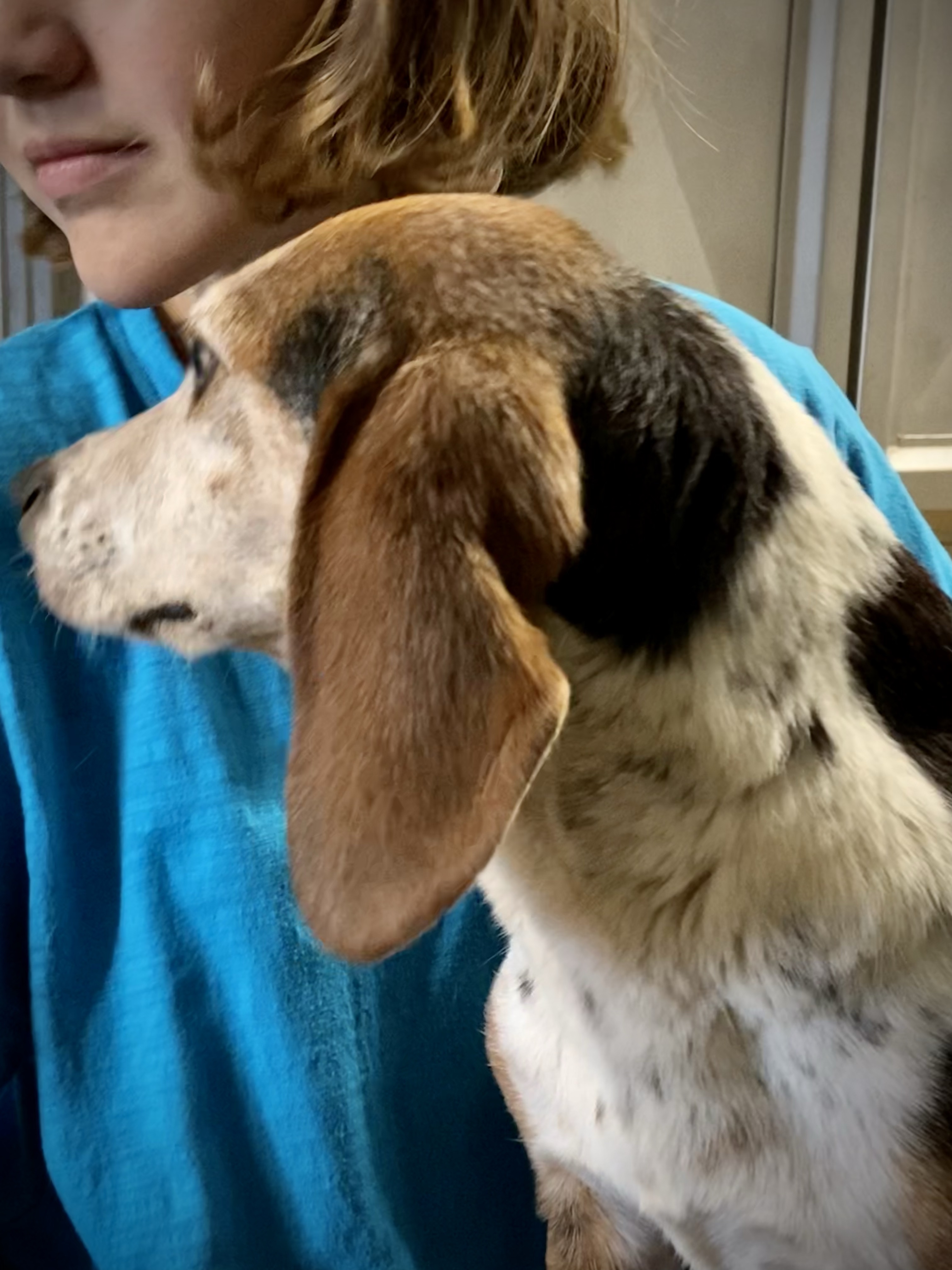 Windy – RiverBottom Beagles