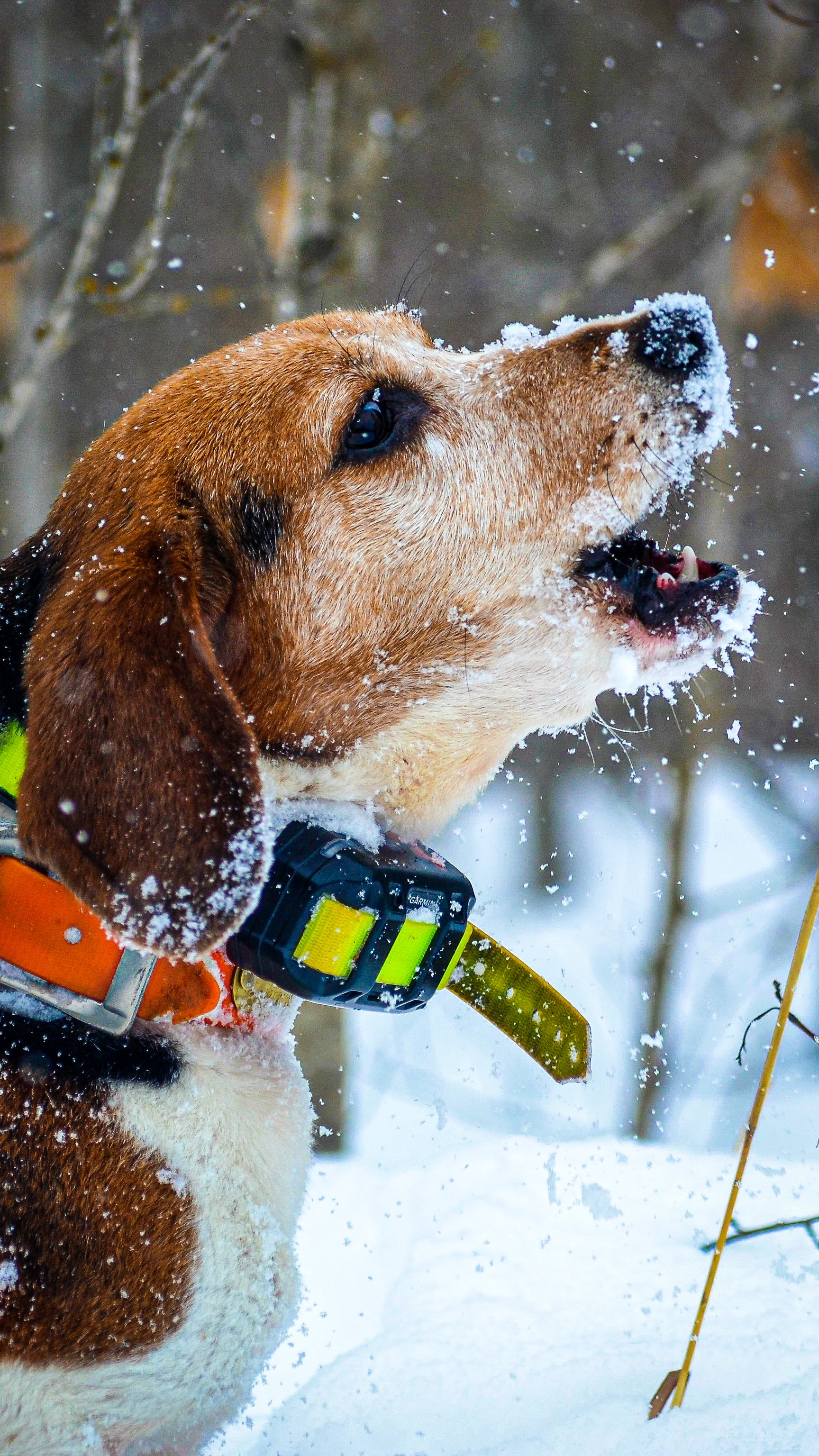 Pumpkin – RiverBottom Beagles