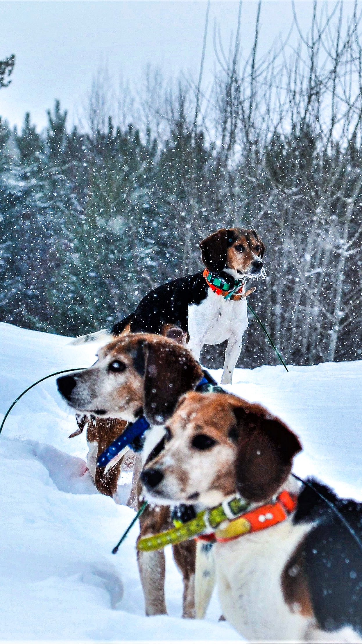 RiverBottom Beagles