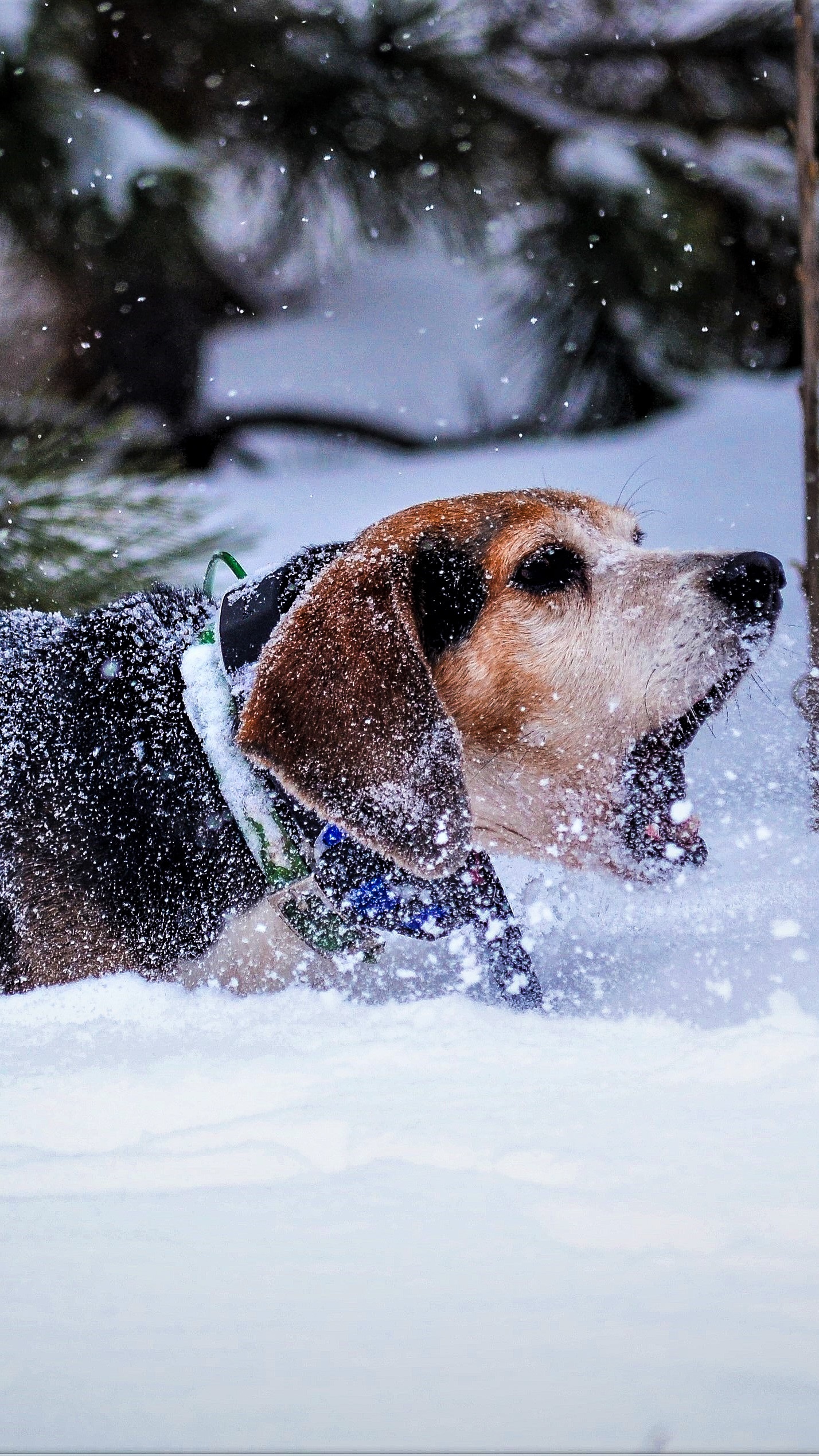 July – RiverBottom Beagles