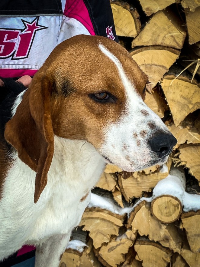 Lycanroc aka Littlerock – RiverBottom Beagles