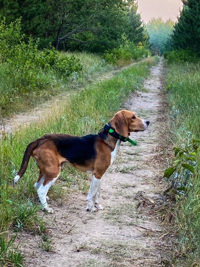 Luke – RiverBottom Beagles