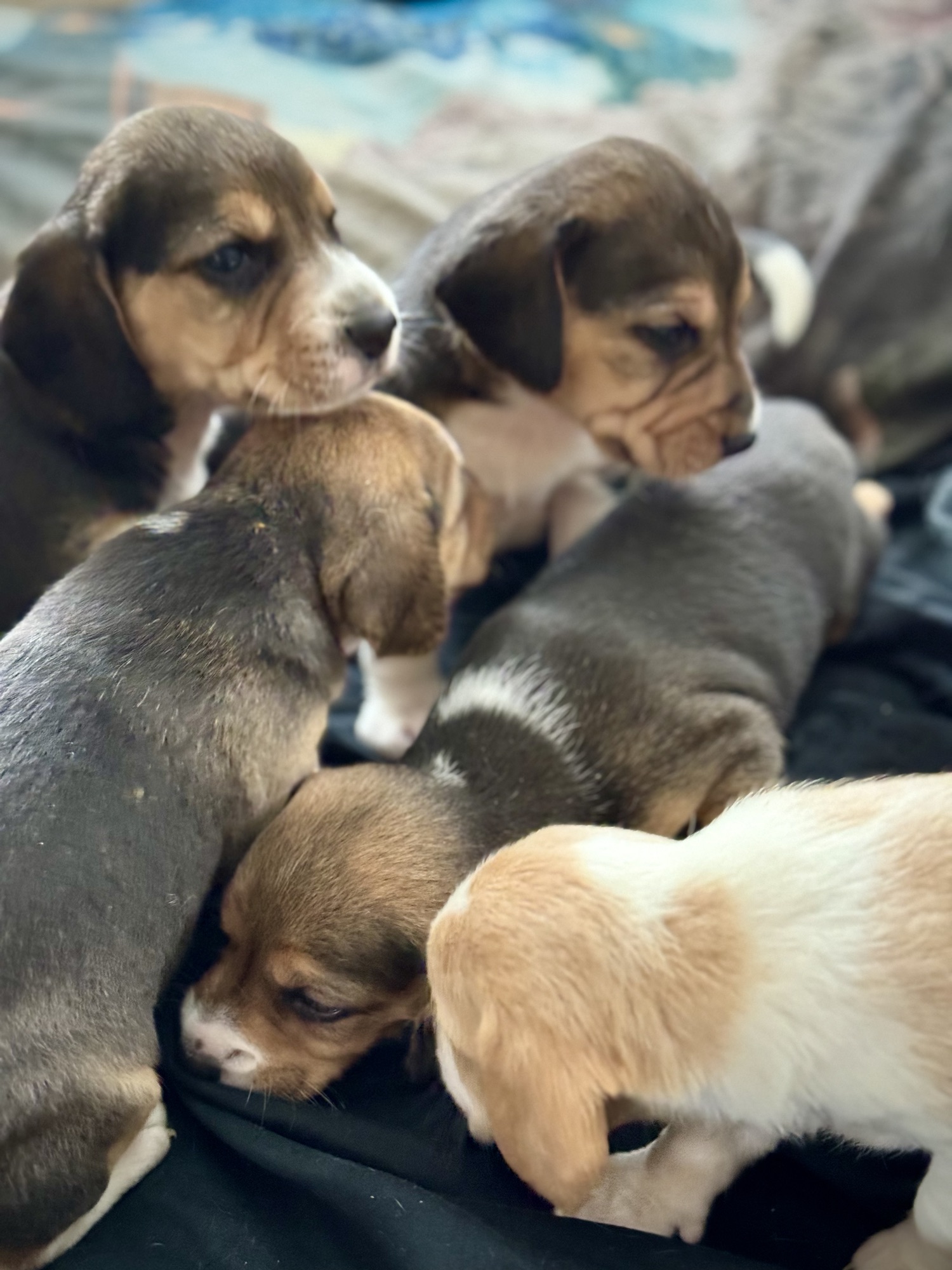 Blog – RiverBottom Beagles