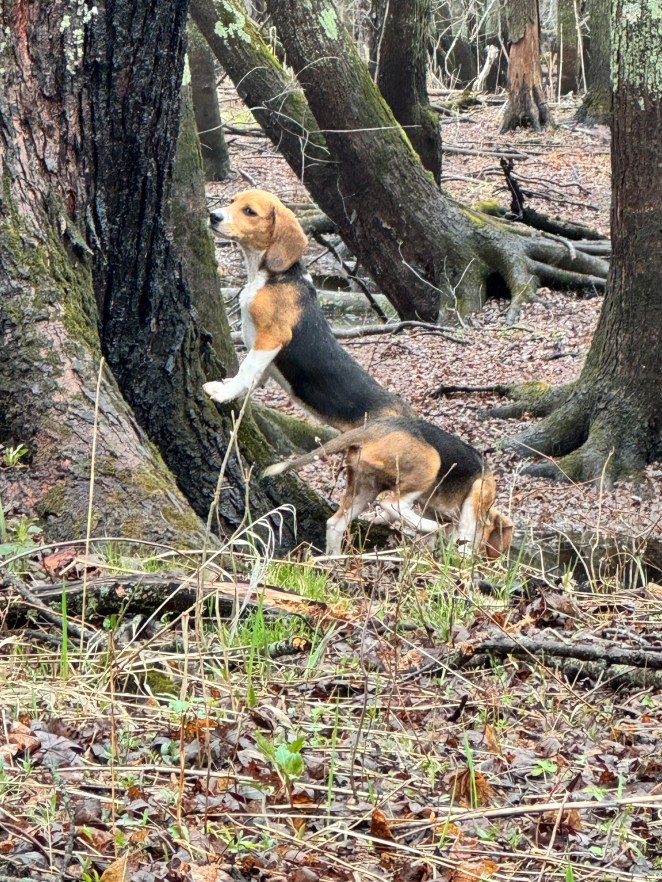 Blog – RiverBottom Beagles