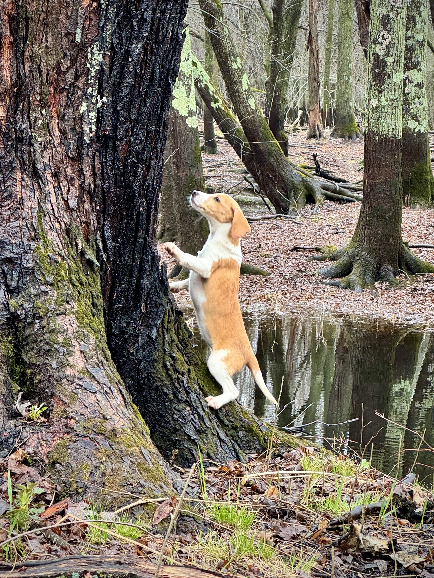 Walking puppies in the river bottom – RiverBottom Beagles