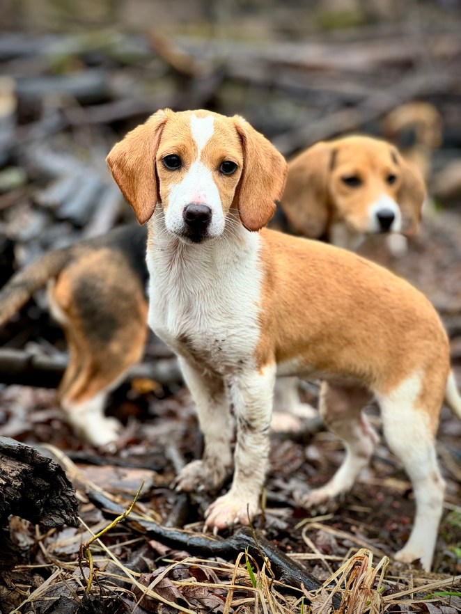 Blog – RiverBottom Beagles