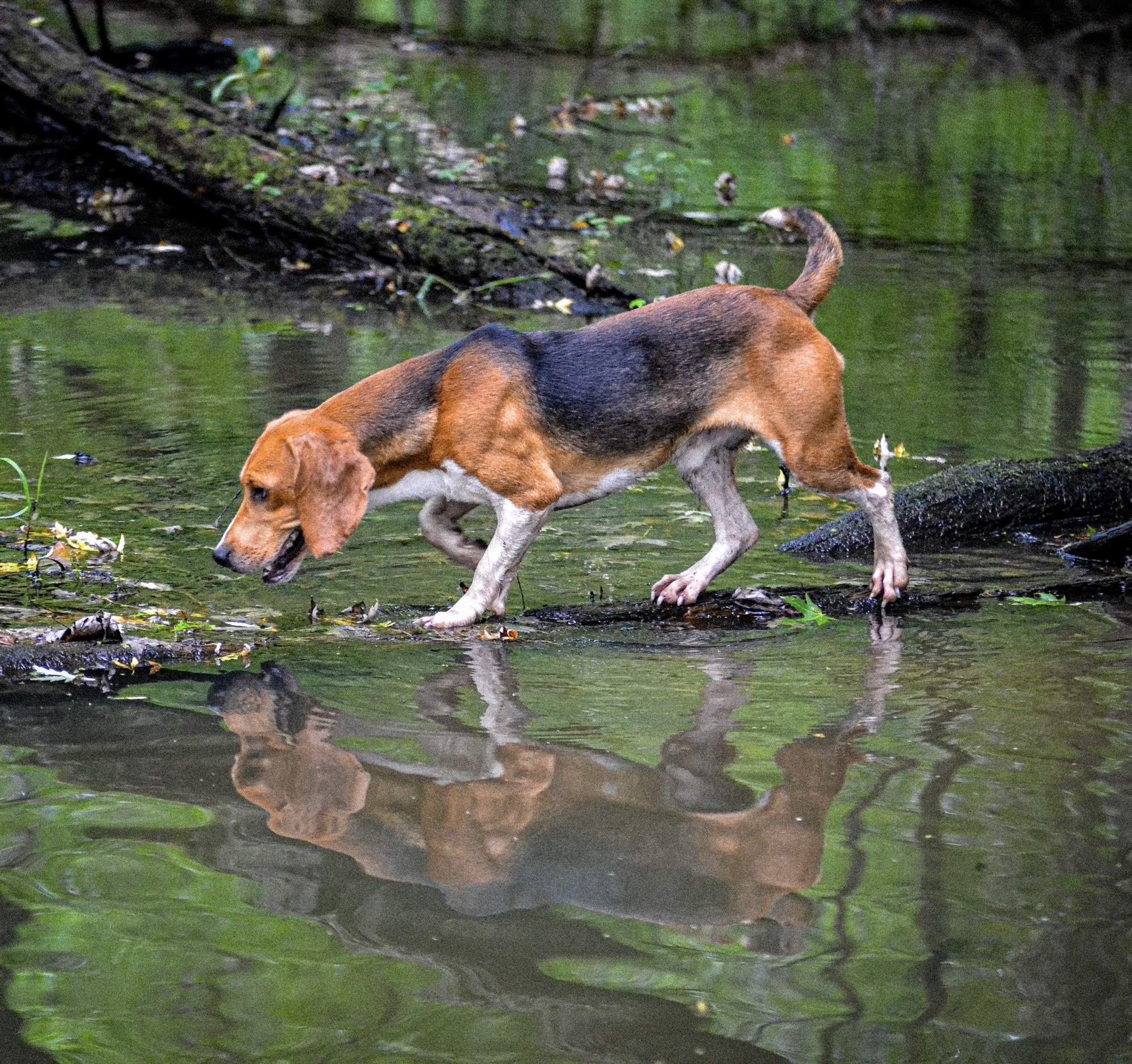 Luke – RiverBottom Beagles