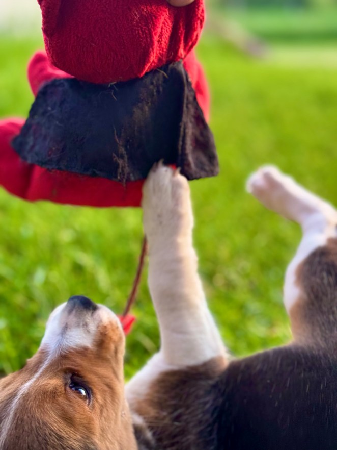 Blog – RiverBottom Beagles