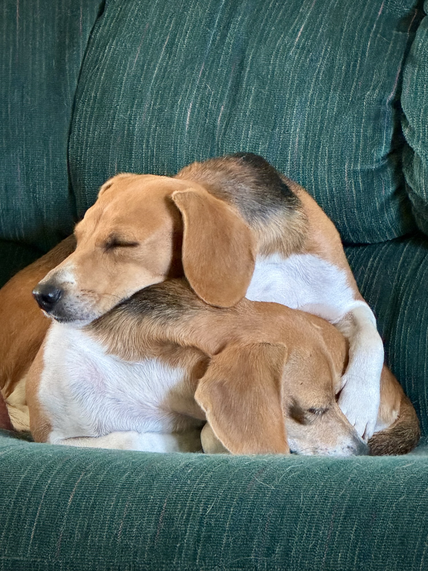 Lacey and Lexie – RiverBottom Beagles